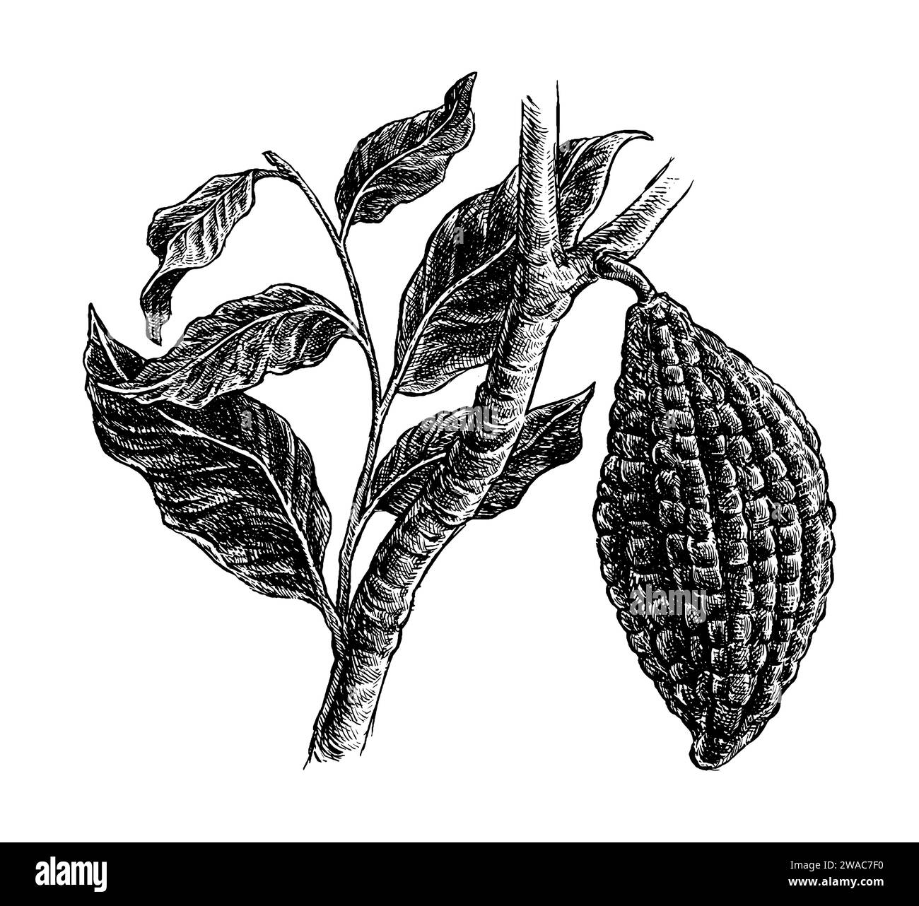 Cocoa beans isolated on white background in sketch style. Vintage ...