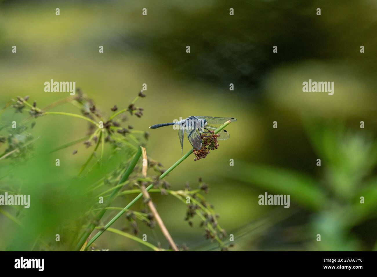 Genus leucorrhinia hi-res stock photography and images - Alamy