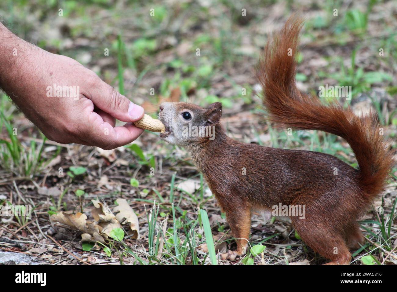 Red squirrel in park consuming human-provided peanut - A snapshot of ...
