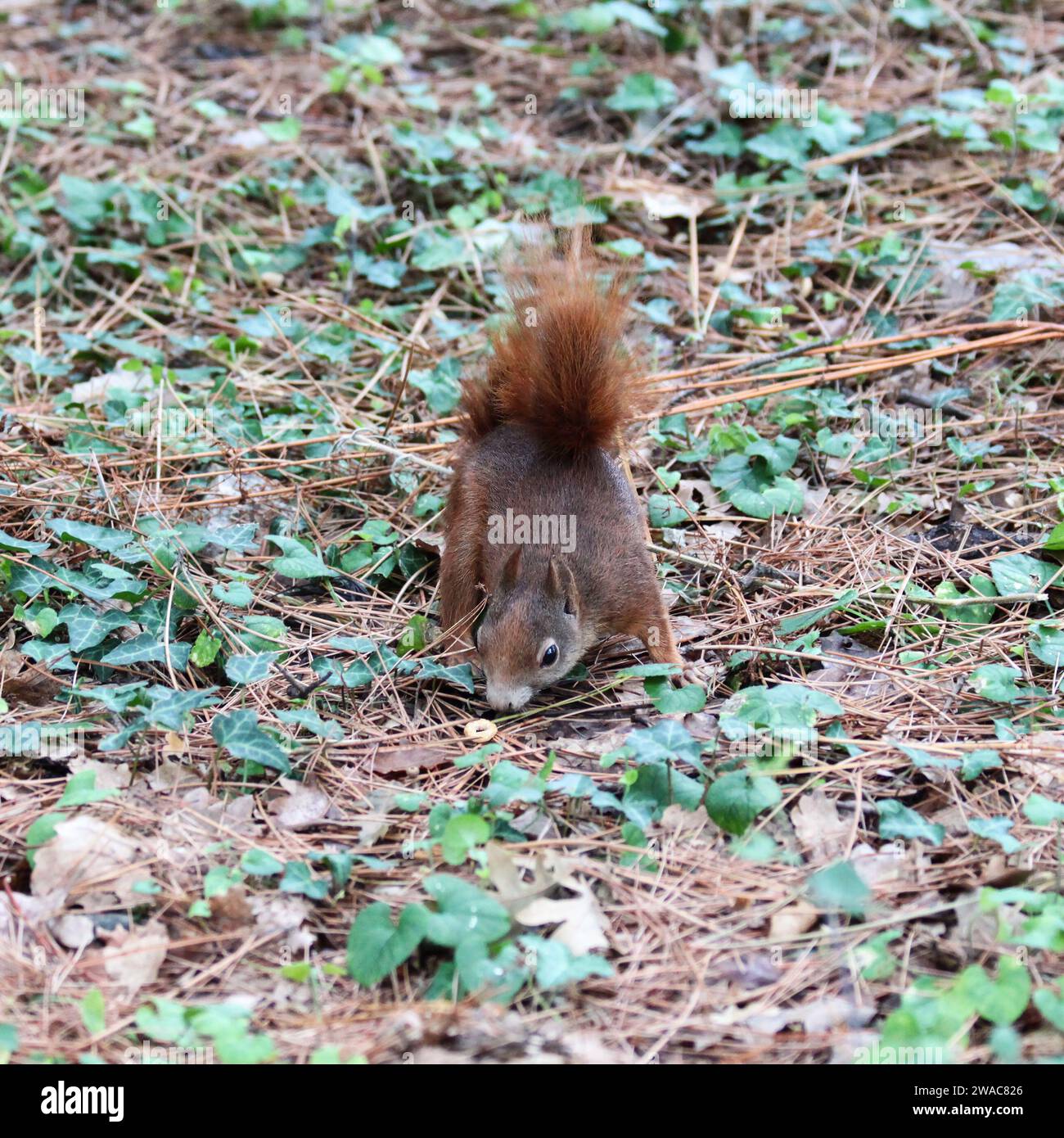 Red squirrel in park consuming human-provided little donut - A snapshot ...