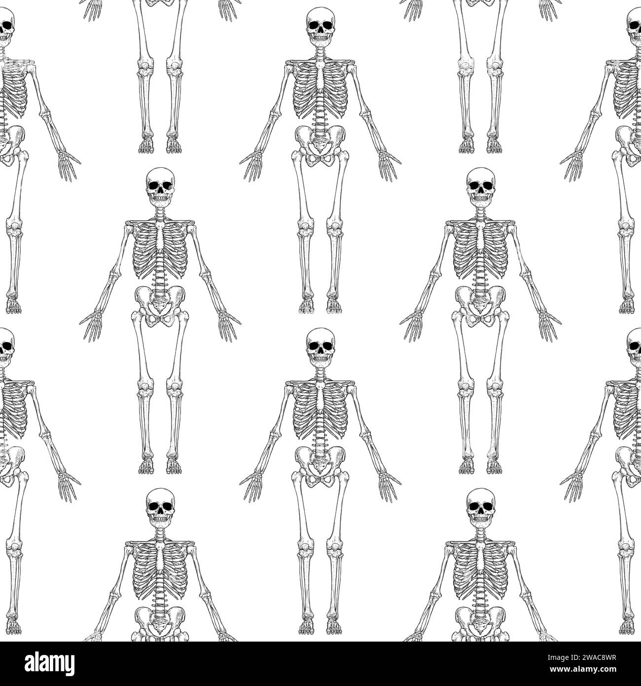 Human skeleton anatomy in front isolated on white background. Vector ...