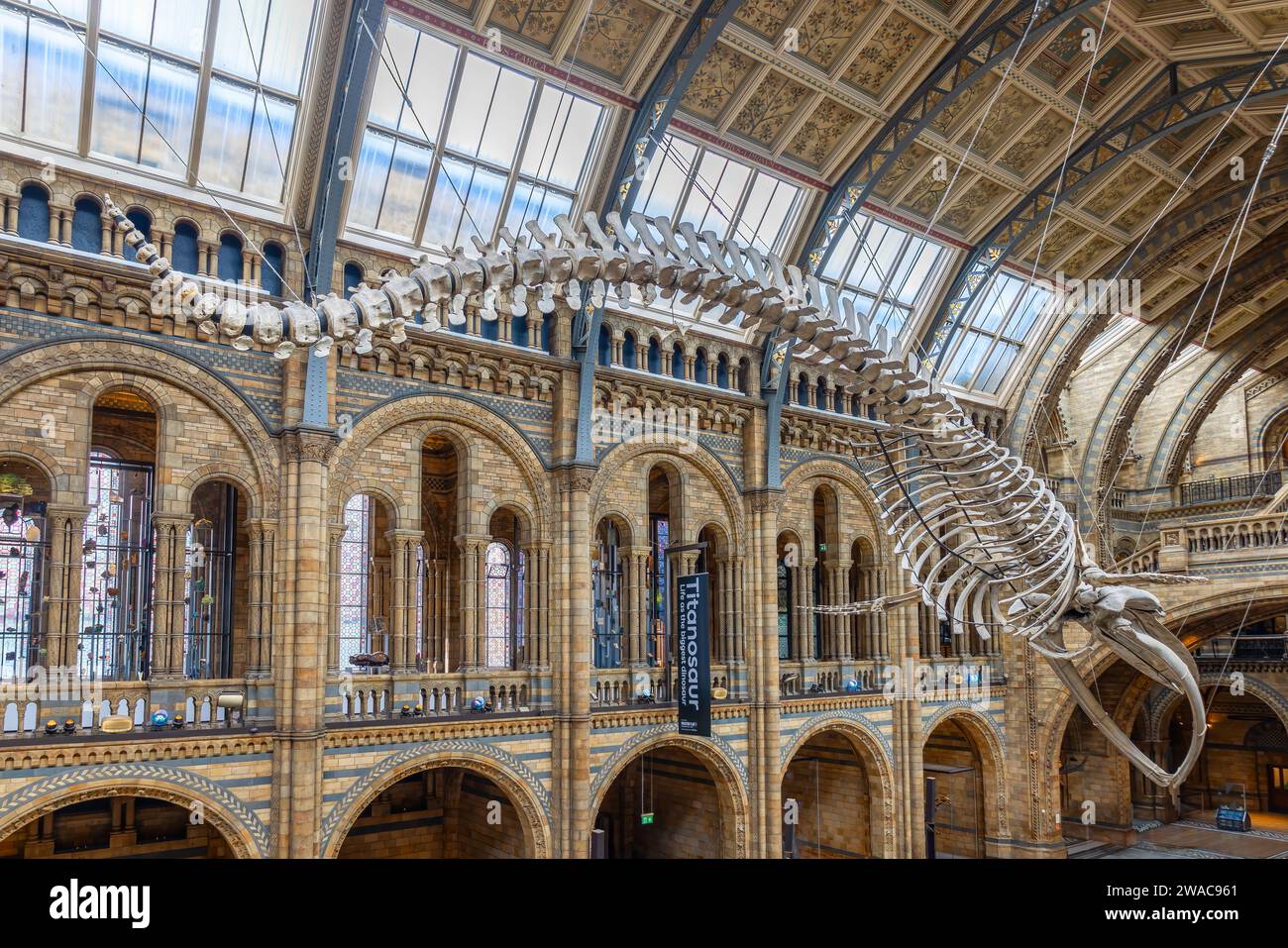 London Uk May 2023 Blue Whale Skeleton In The Main Hall Of The