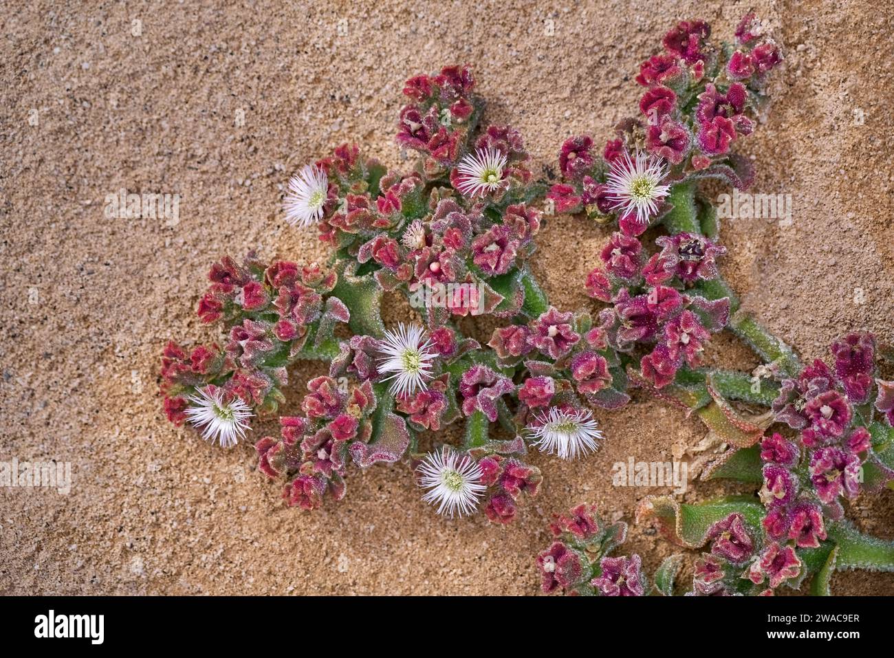 Flowering Common ice plant (Mesembryanthemum crystallinum) in the sandy ...