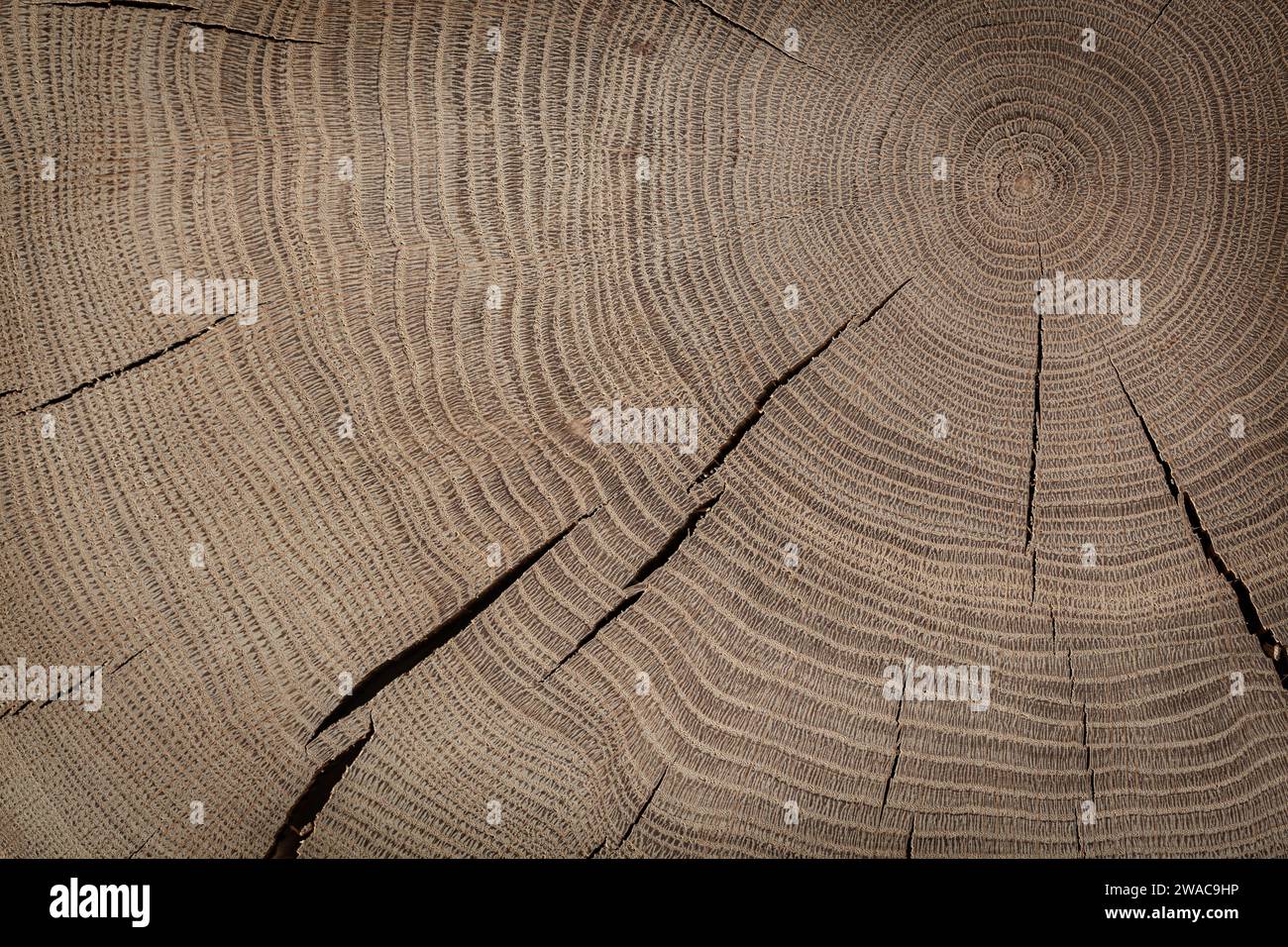 Oak Texture On Cross Section Stock Photo - Alamy