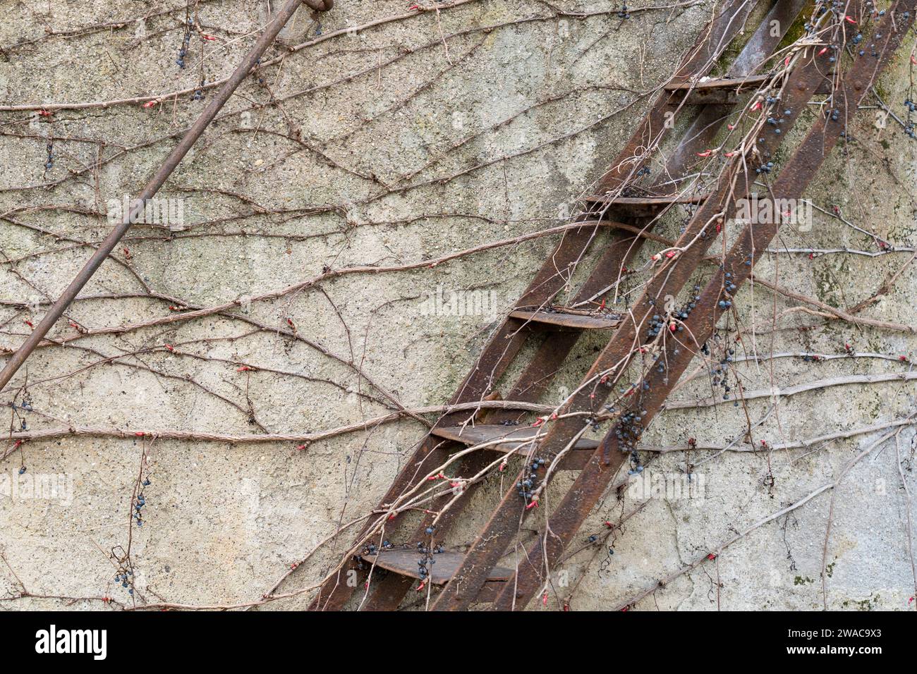 Old rusty iron ladder overgrown with plants against a wall Stock Photo ...