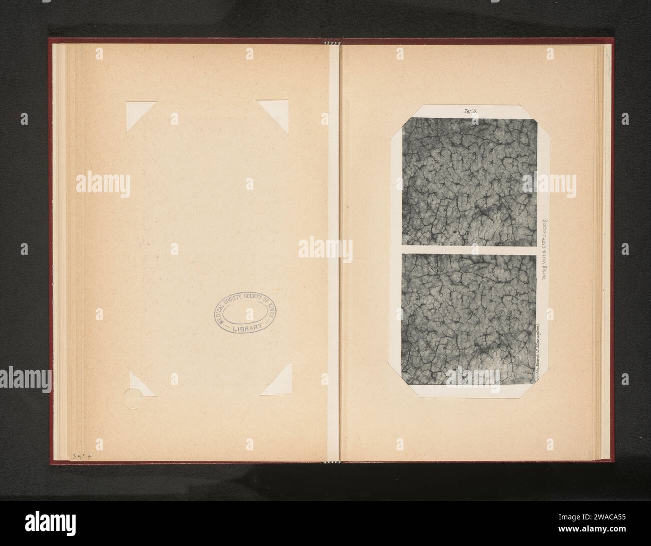 Microscope intake of human skin of a foot sole, E. Schleicher, c. 1885 ...