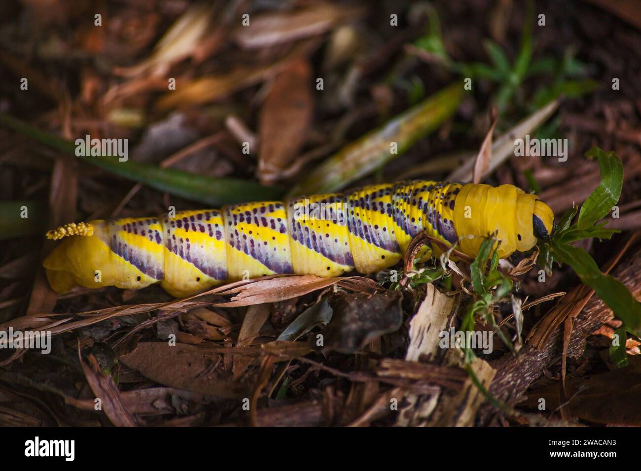 Deaths head Hawkmoth Acherontia atropos larva 15403 Stock Photo - Alamy