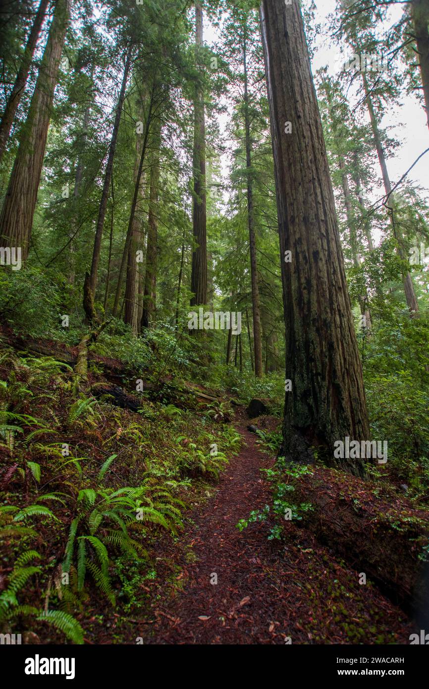 Jedediah Smith Redwoods State Park is filled with old-growth redwood ...