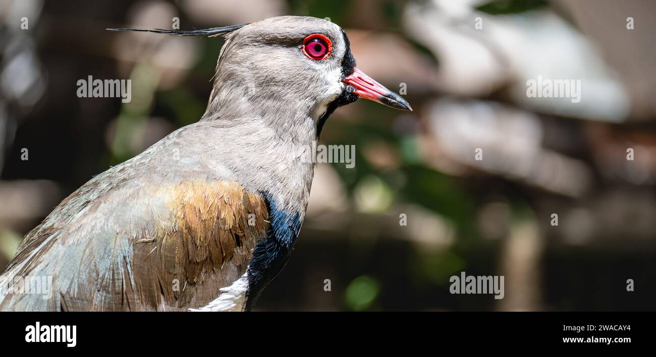 South america bird photography hi-res stock photography and images - Alamy