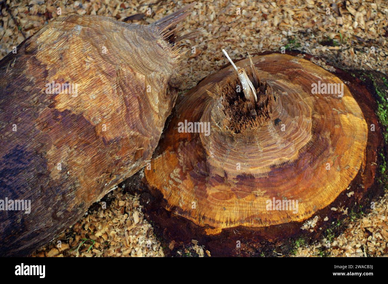 Hourglass eaten by a beaver Stock Photo - Alamy