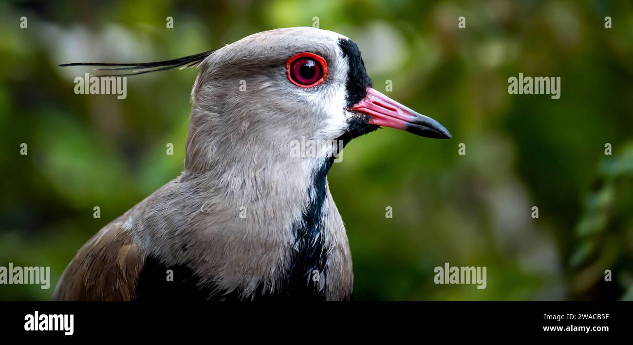 Close up photo of vanellus chilensis Stock Photo - Alamy