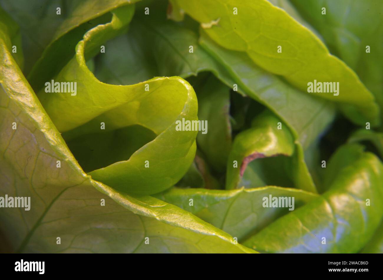 Fresh head lettuce heart Stock Photo - Alamy