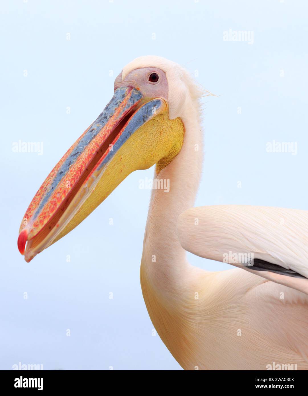 Close up of Great White Pelican (Pelecanus onocrotalus) Head against a ...