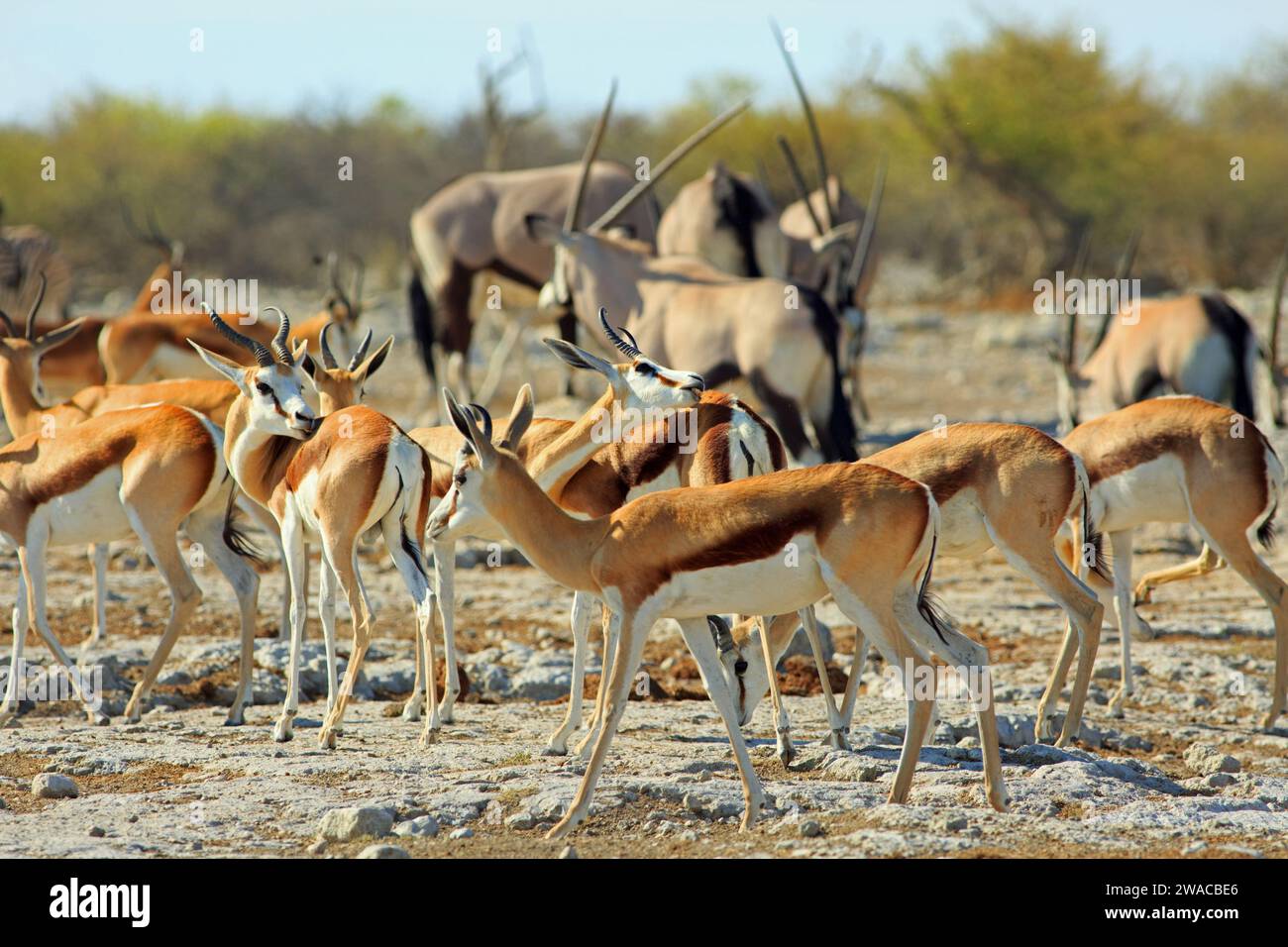 Herd of springbok at a small waterhole, with a sea of Oryx horns in the ...