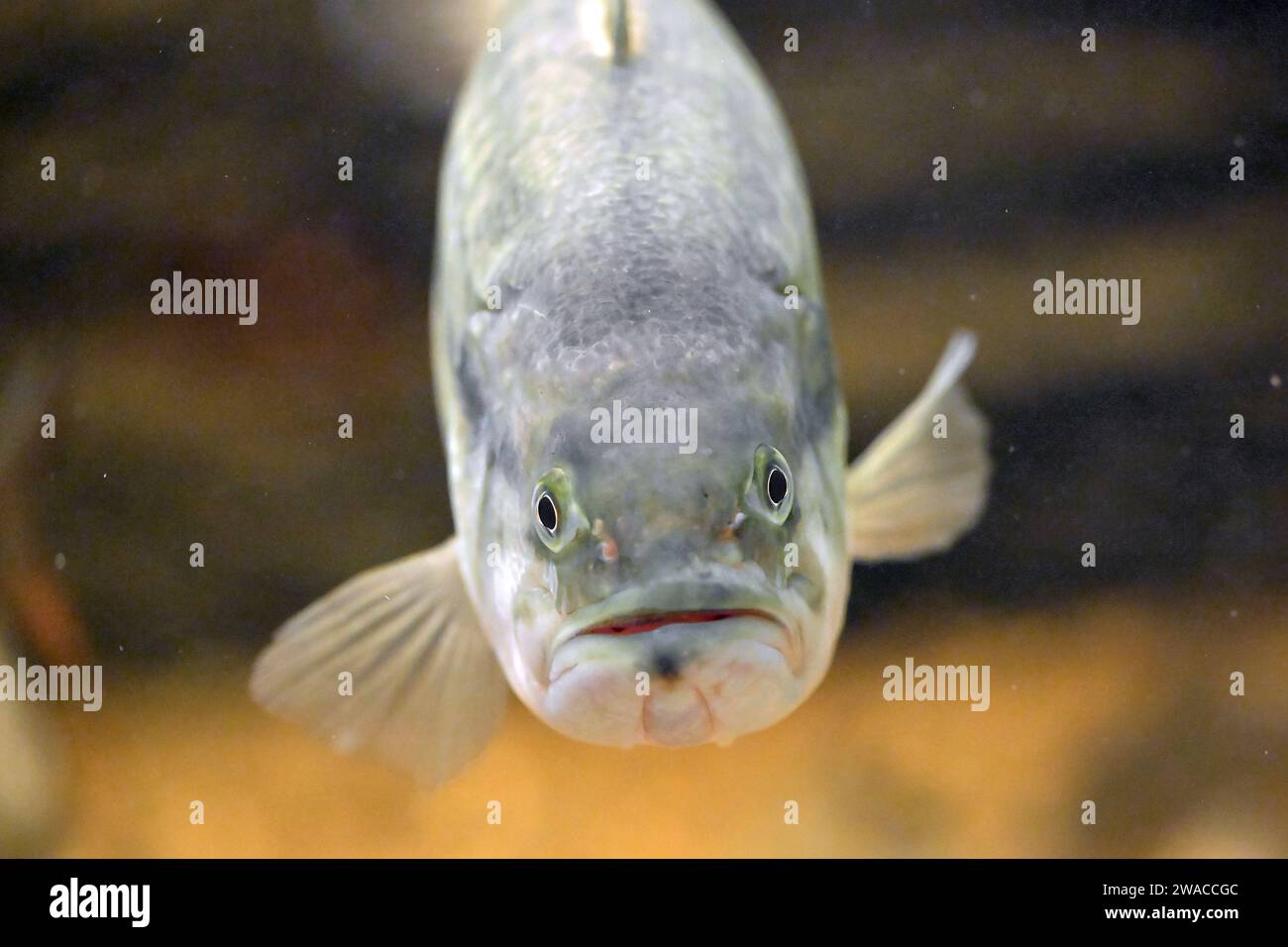 Potsdam, Germany. 18th Dec, 2023. A trout perch swims around in a tank ...