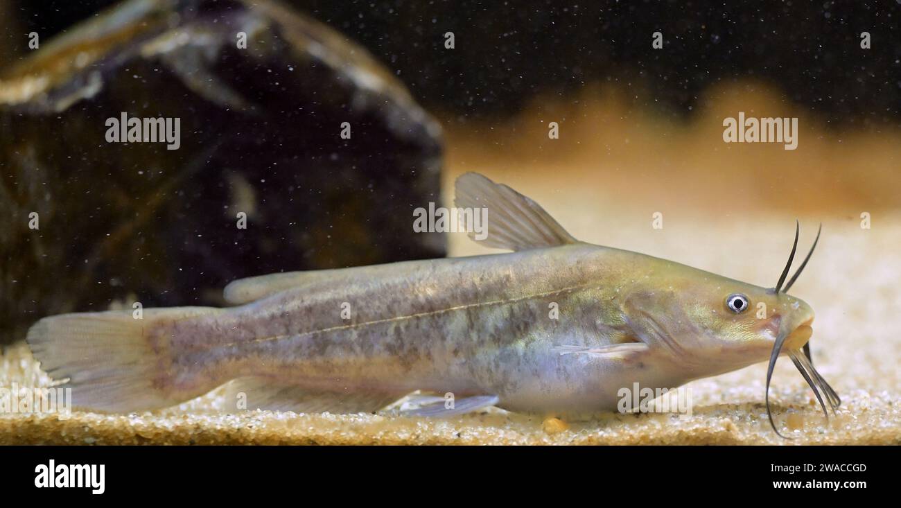 Potsdam, Germany. 18th Dec, 2023. A dwarf catfish swims around in a ...