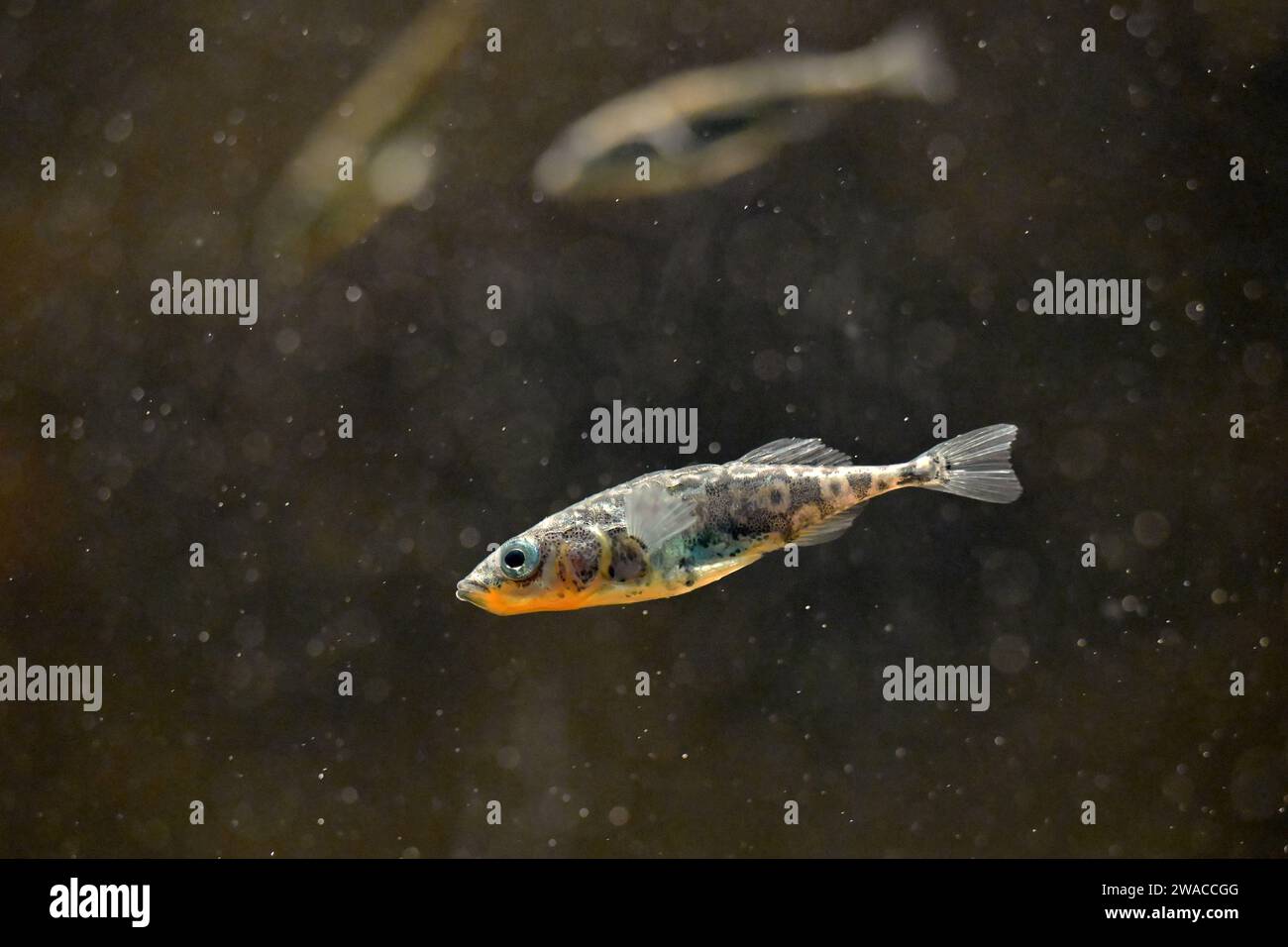 Potsdam, Germany. 18th Dec, 2023. A three-spined stickleback swims ...