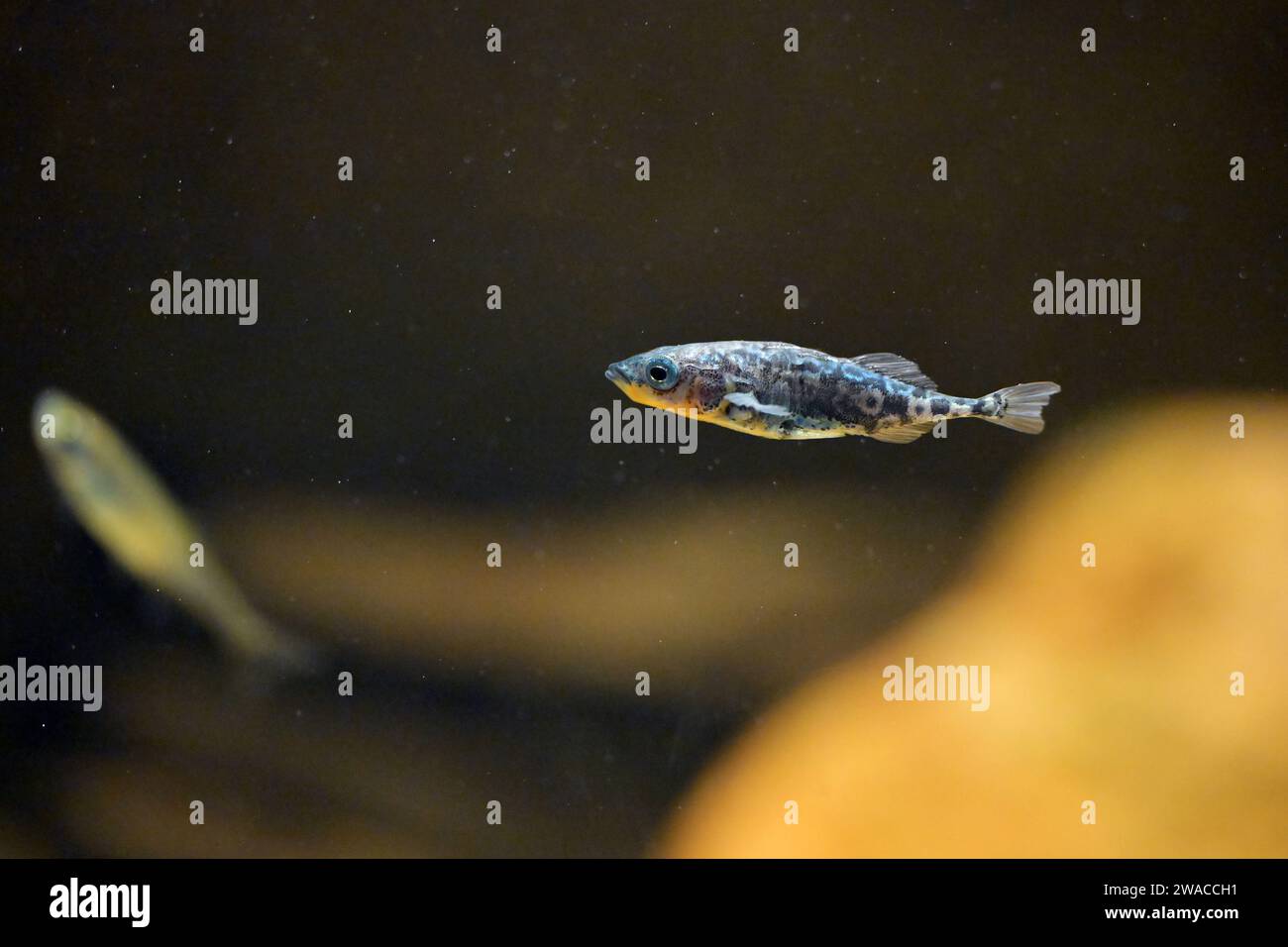 Potsdam, Germany. 18th Dec, 2023. A three-spined stickleback swims ...