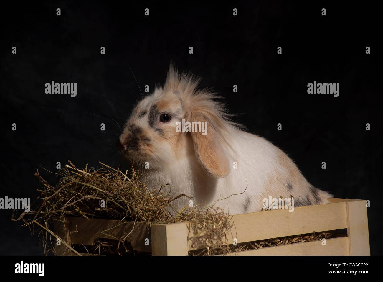 Whimsey rabbit hi-res stock photography and images - Alamy
