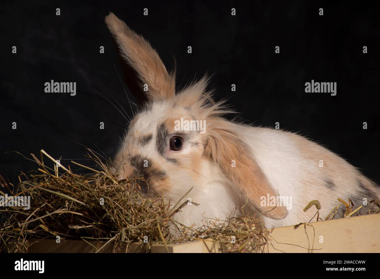 Whimsey rabbit hi-res stock photography and images - Alamy