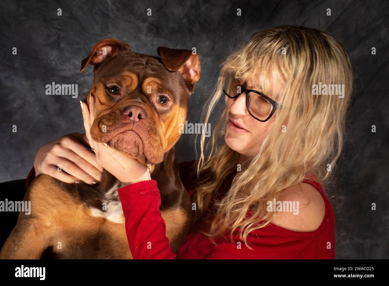 American bully breed dog hi-res stock photography and images - Alamy