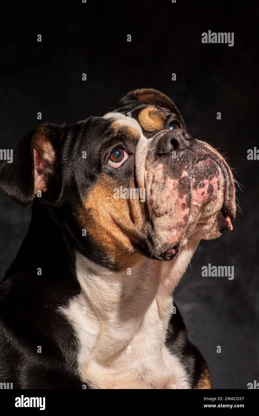 English bulldog with wrinkles, loveley freindly face. golden and brown ...
