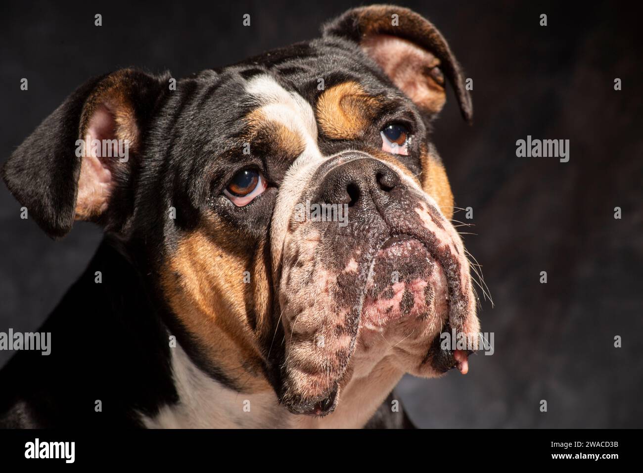 English bulldog with wrinkles, loveley freindly face. golden and brown ...