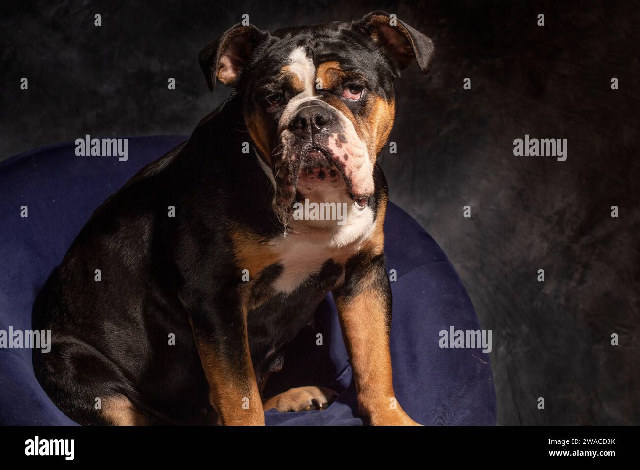 English bulldog with wrinkles, loveley freindly face. golden and brown ...