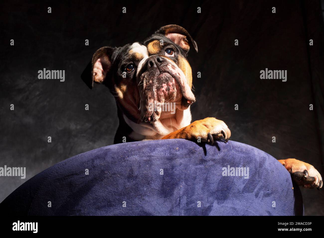 English bulldog with wrinkles, loveley freindly face. golden and brown ...