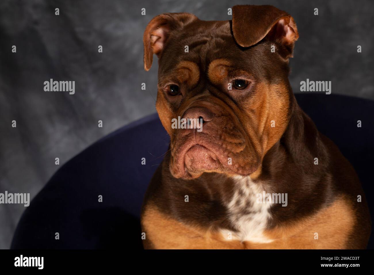 Rottweiler English Bulldog Mix