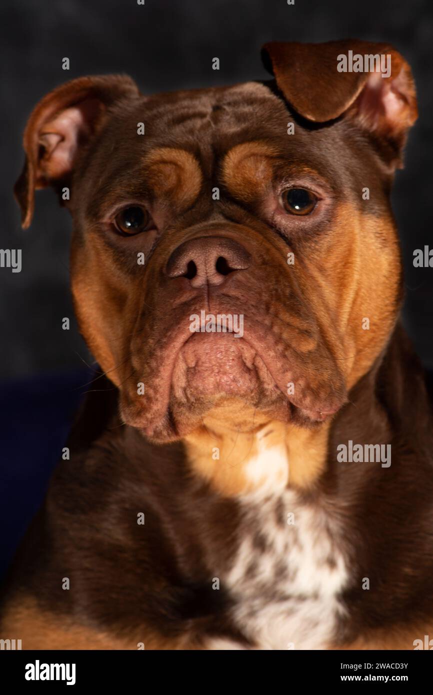 English bulldog with wrinkles, loveley freindly face. golden and brown ...