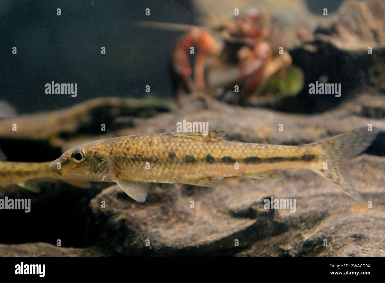Potsdam, Germany. 18th Dec, 2023. A gudgeon swims around in a tank in ...