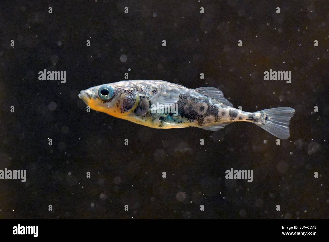 Potsdam, Germany. 18th Dec, 2023. A three-spined stickleback swims ...