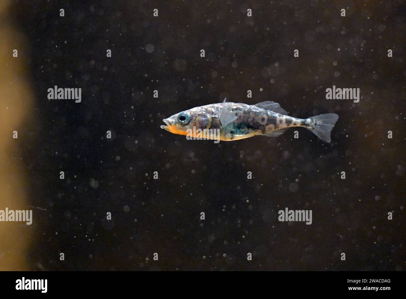 Potsdam, Germany. 18th Dec, 2023. A three-spined stickleback swims ...