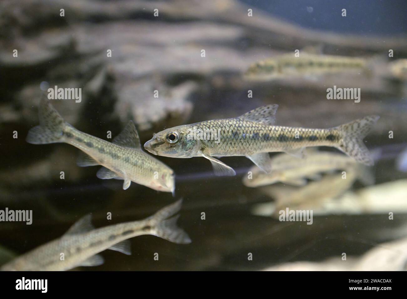 Potsdam, Germany. 18th Dec, 2023. A gudgeon swims around in a tank in ...