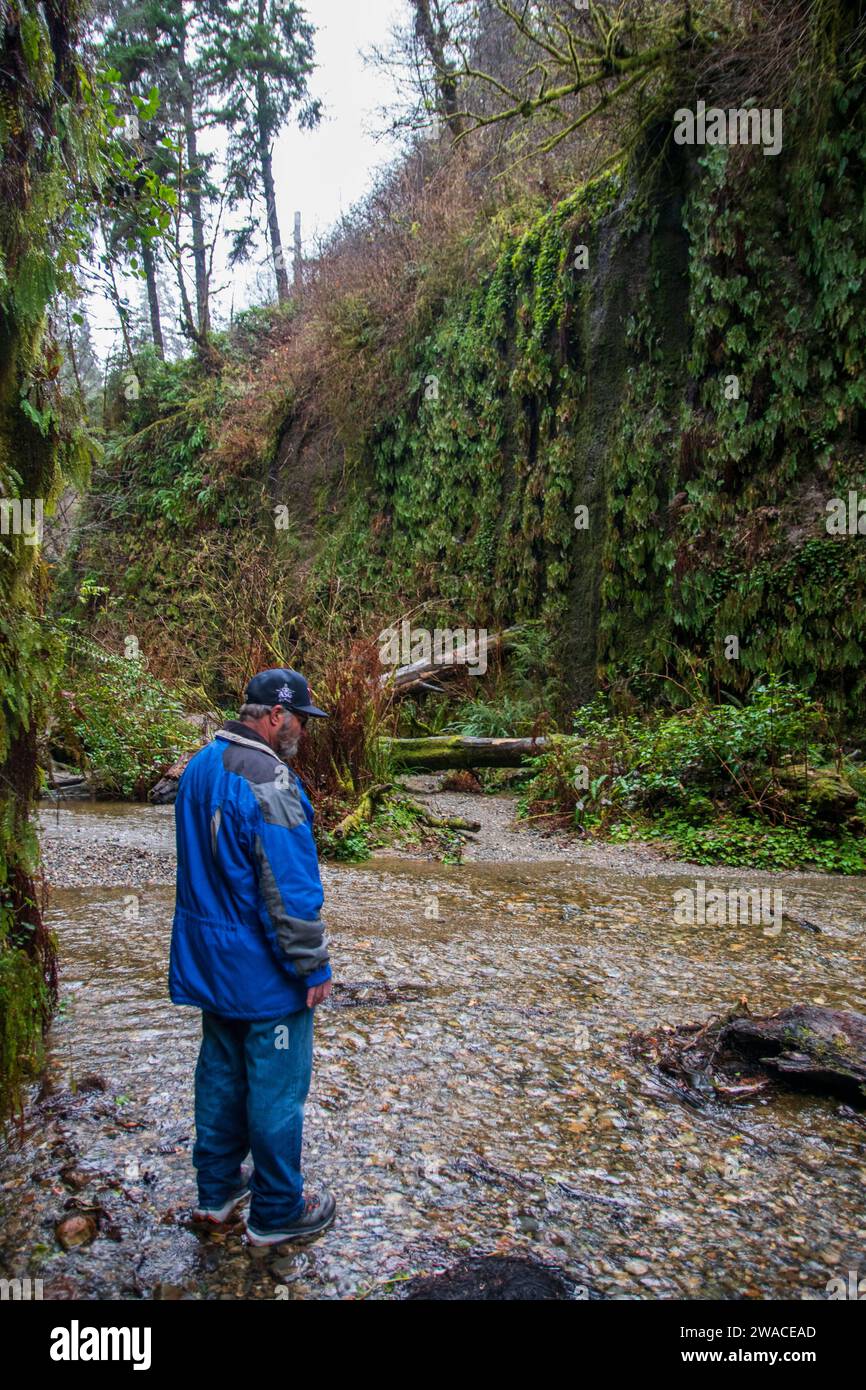 Fern Canyon is a popular location for hiking in Humboldt County, CA ...