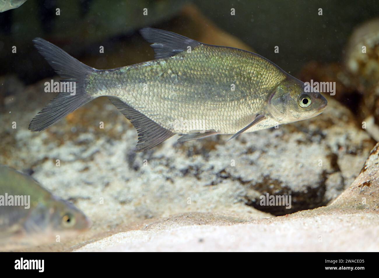 Potsdam, Germany. 18th Dec, 2023. A lead swims around in a tank in the ...