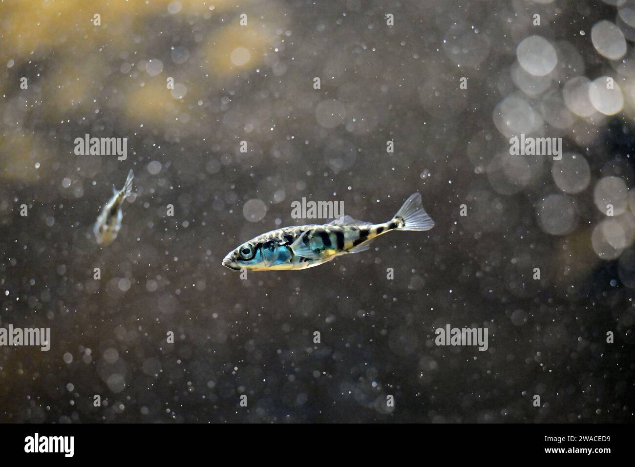 Potsdam, Germany. 18th Dec, 2023. A three-spined stickleback swims ...
