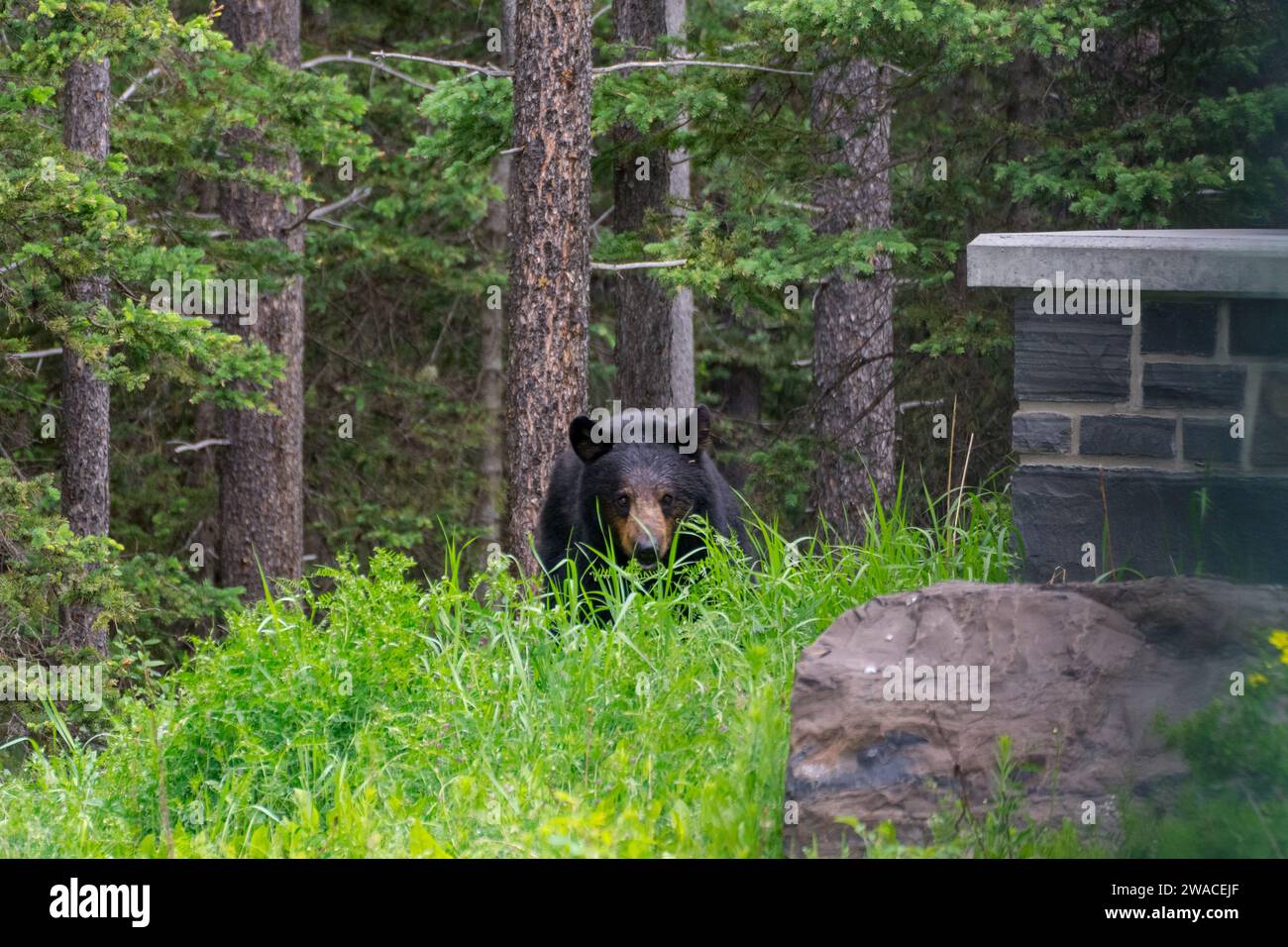 Black Bear in Banff National Park, Alberta Canada Stock Photo - Alamy