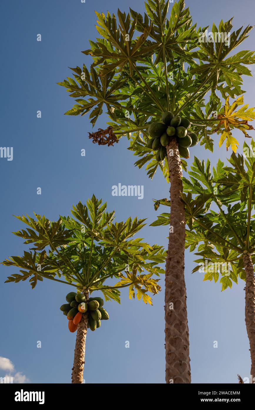 Papaya trees with ripe papaya fruit on blue sky background with white ...