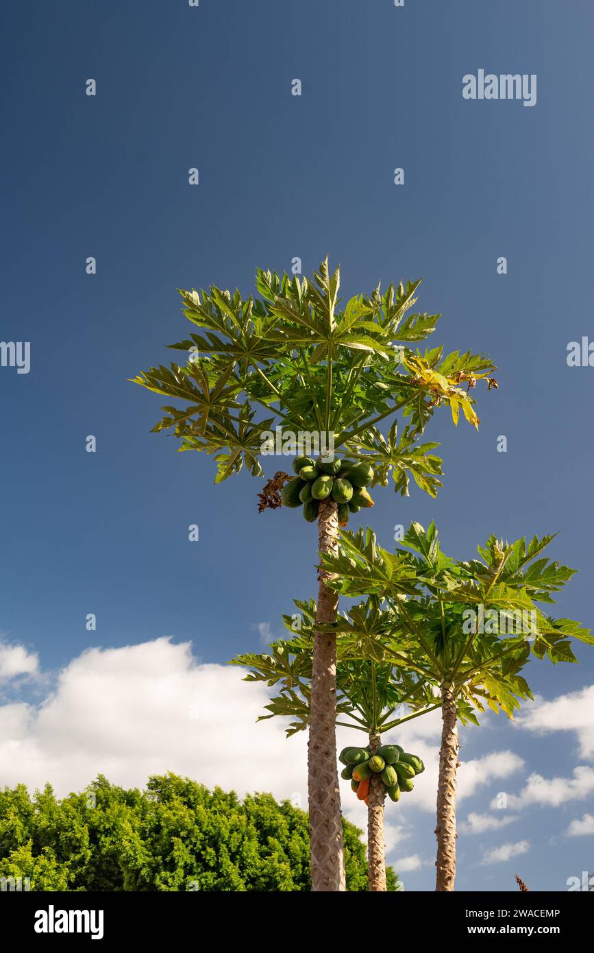 Papaya trees with ripe papaya fruit on blue sky background with white ...