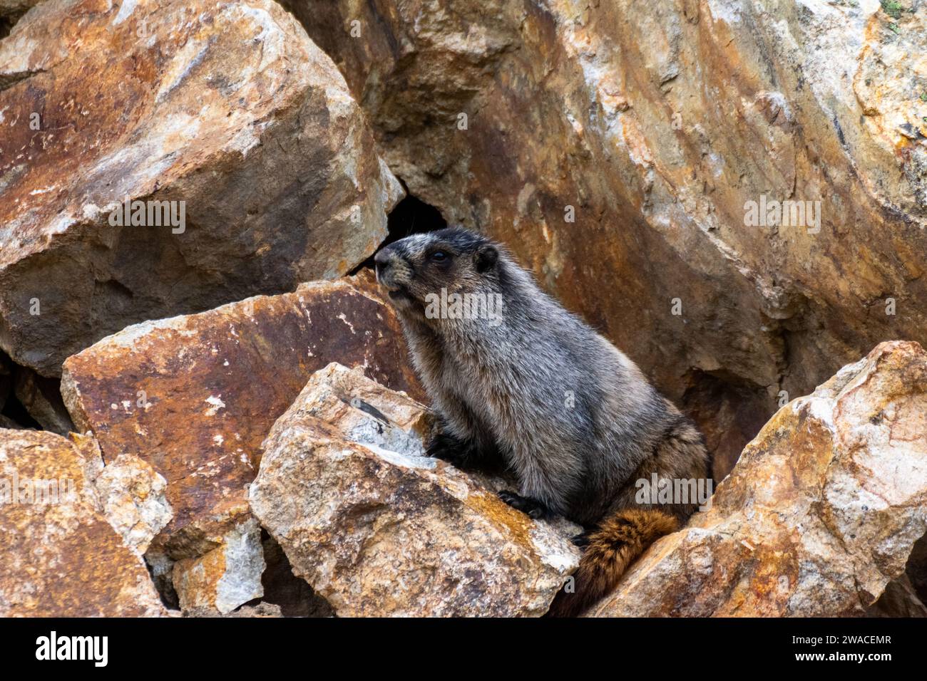 Adorable Marmot in Banff National Park, Alberta Canada Stock Photo - Alamy