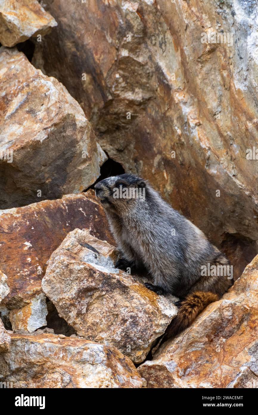 Adorable Marmot in Banff National Park, Alberta Canada Stock Photo - Alamy
