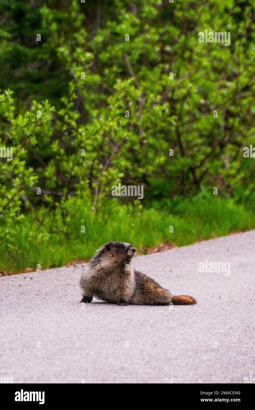 Adorable Marmot in Banff National Park, Alberta Canada Stock Photo - Alamy