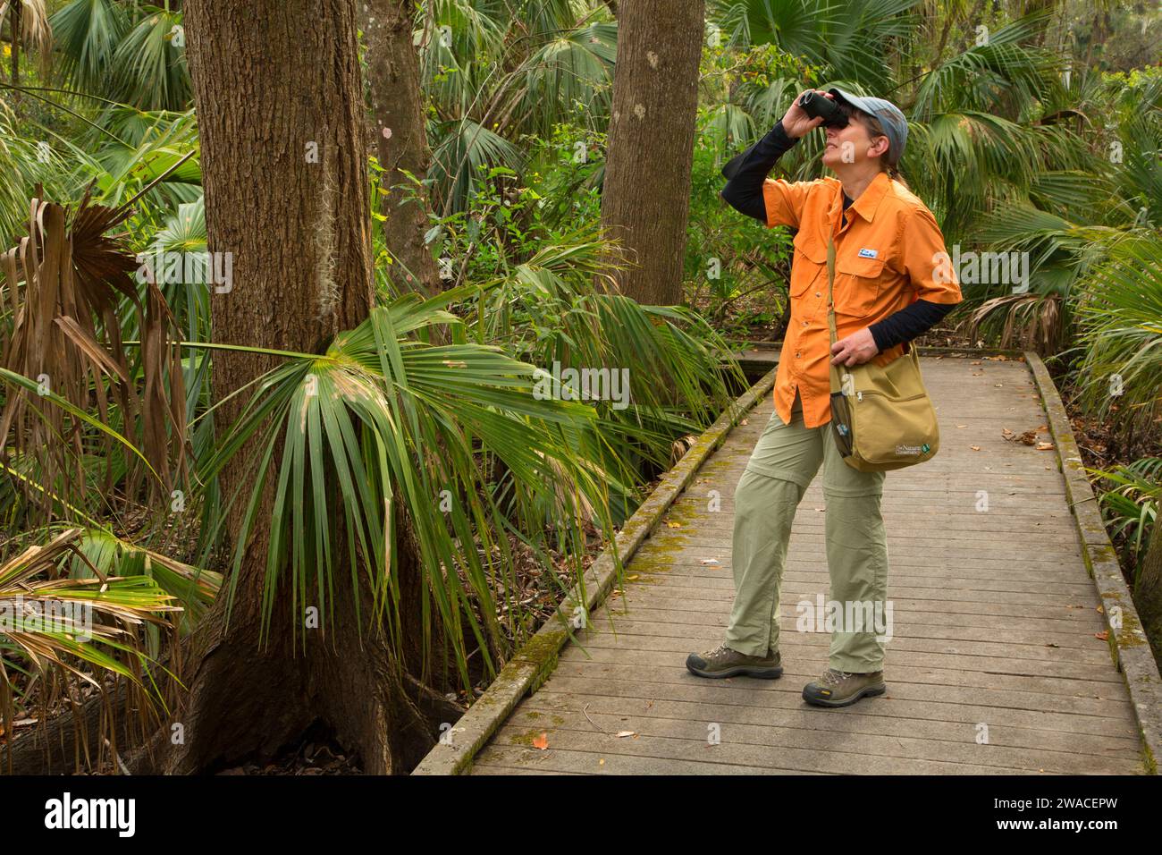 Biodiversity Loop boardwalk, Enchanted Forest Sanctuary, Florida Stock ...