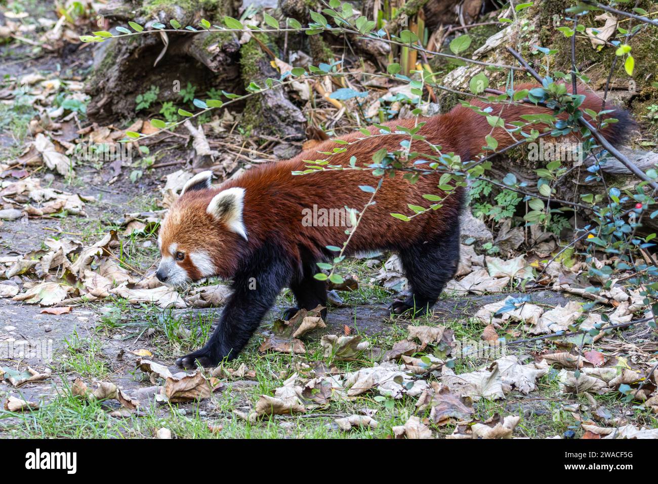 The red panda, Ailurus fulgens, also called the lesser panda and the ...