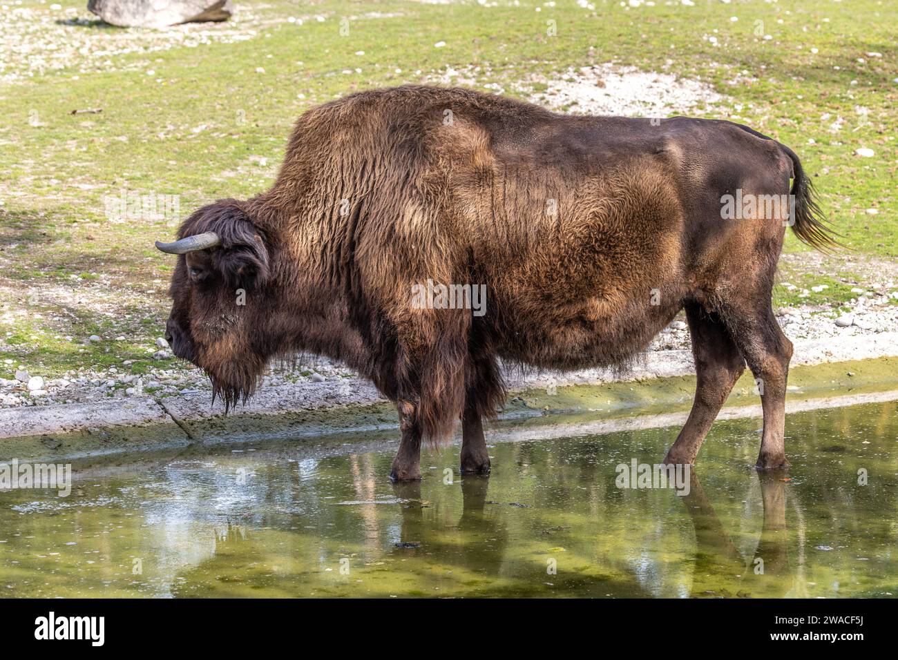 The American bison or simply bison, also commonly known as the American ...