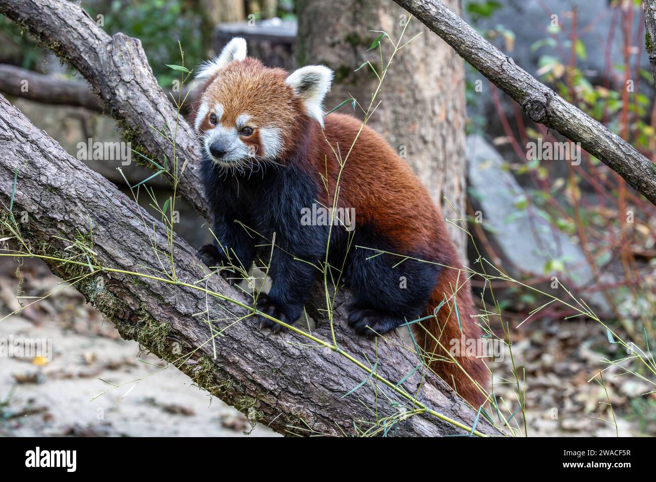 The red panda, Ailurus fulgens, also called the lesser panda and the ...