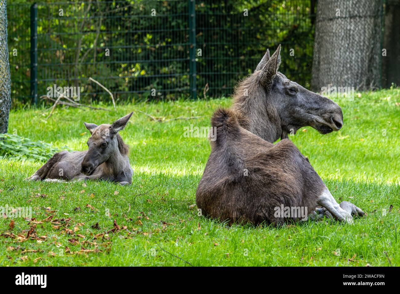 European Moose, Alces alces, also known as the elk. Wild life animal ...