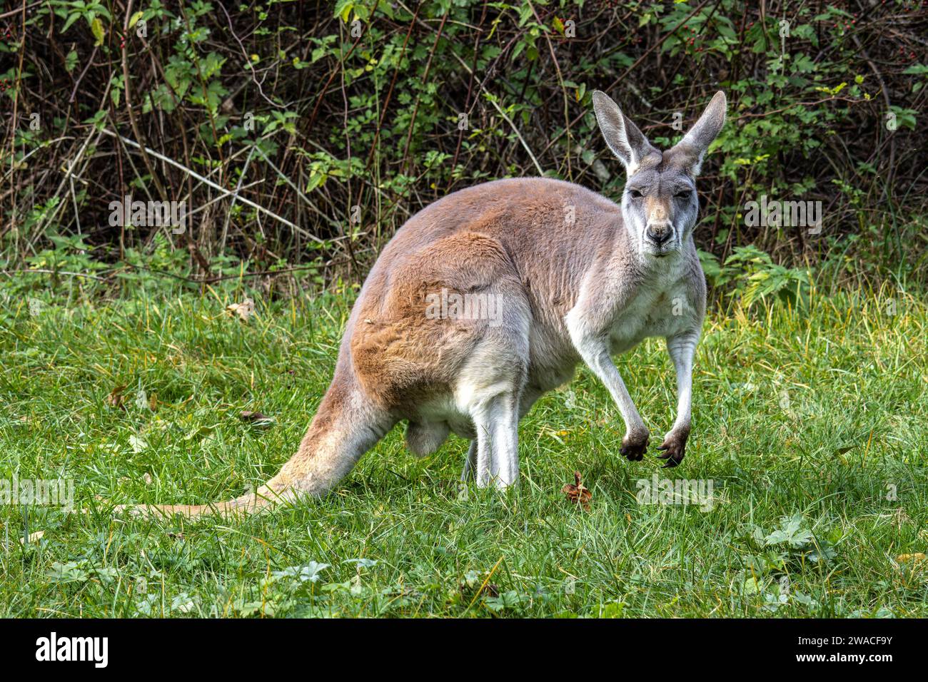 The red kangaroo, Macropus rufus is the largest of all kangaroos, the ...